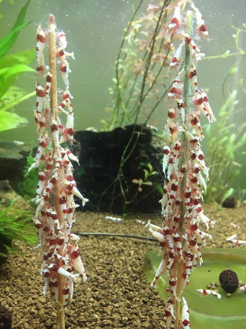 Bonsai Shrimp Food Lollies / Sticks - Walnut & Papaya Leaf Blend ...