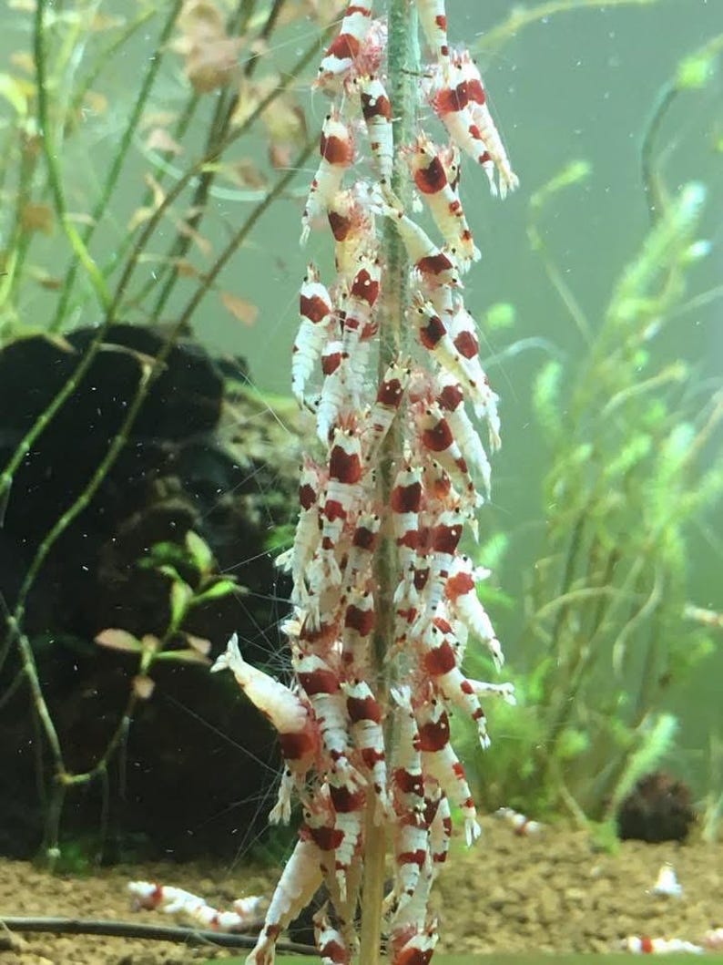 Bonsai Shrimp Food Lollies / Sticks - Walnut & Papaya Leaf Blend ...