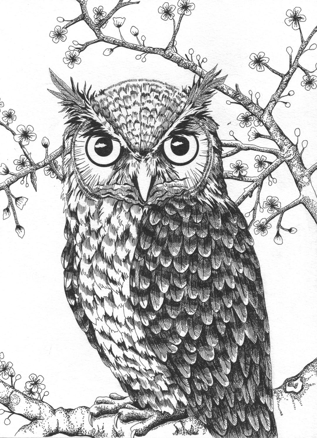 Pen and Ink Owl Drawing #2 - Print From Original Art - Etsy