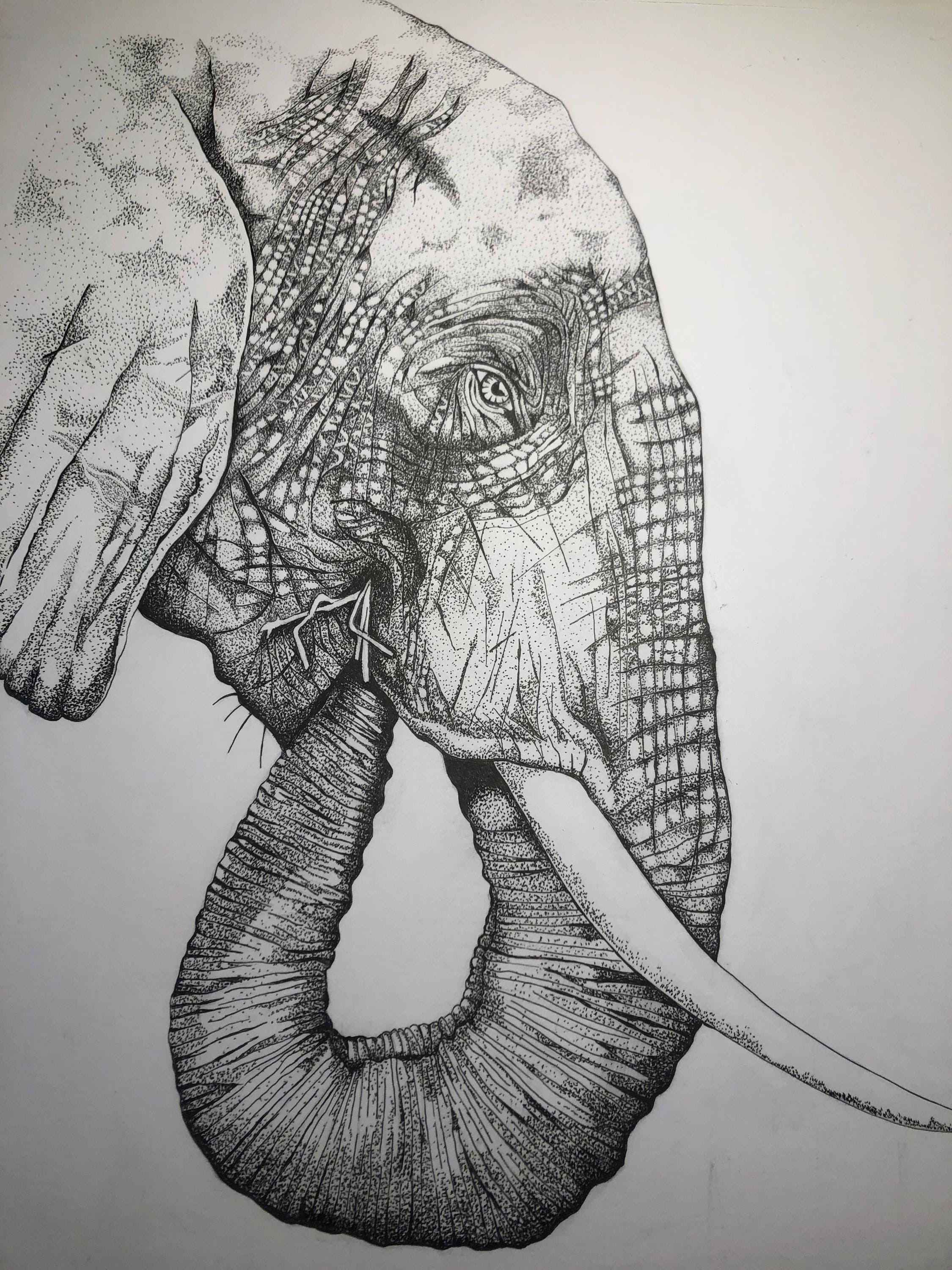 Pen and Ink Stippling Elephant Drawing Print From Original Art - Etsy