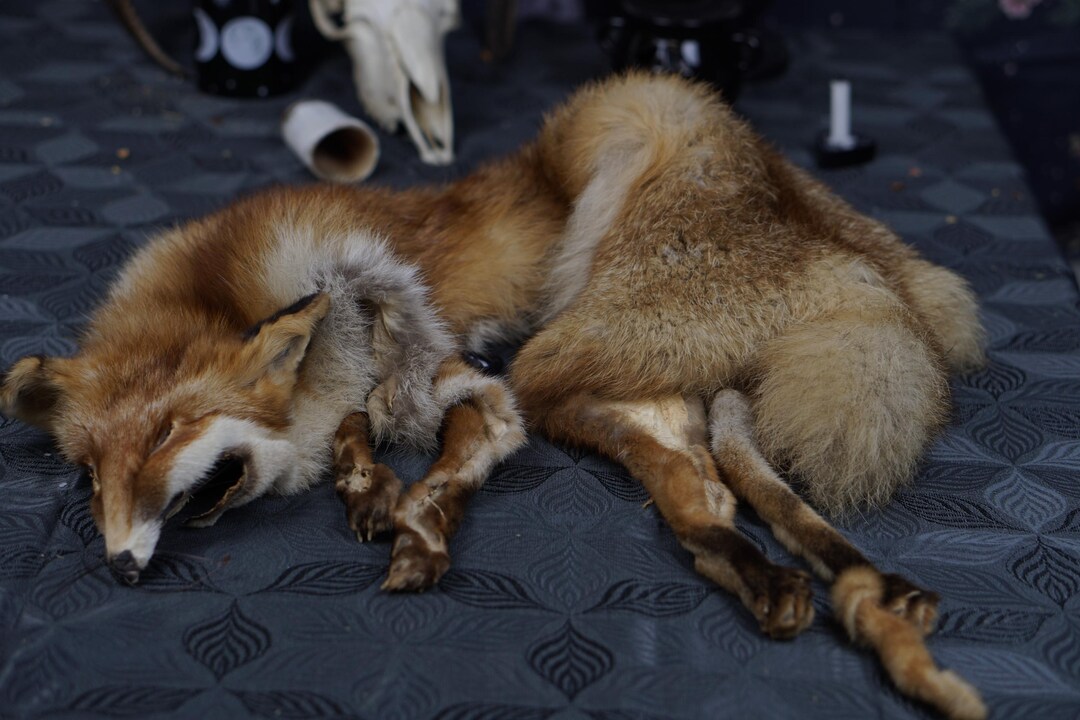 Hand-tanned Fox Fur, Red Fox Carpet Fur, Real Fur, Natural Fur, Viking ...