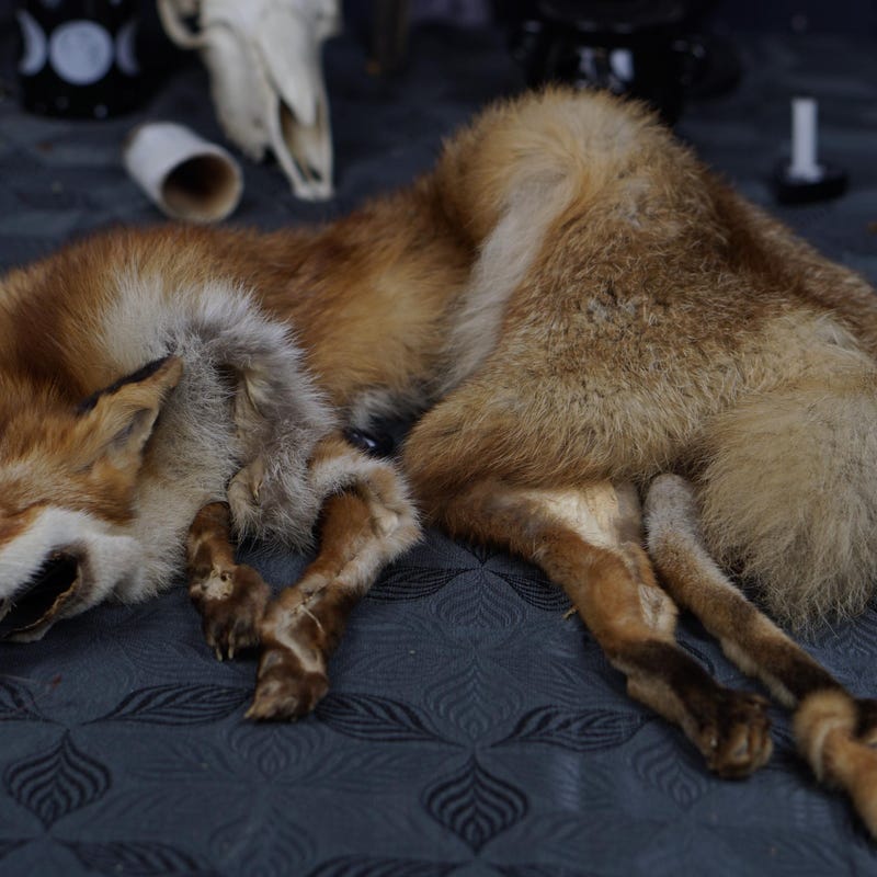 Wolf Skin Rug - Etsy