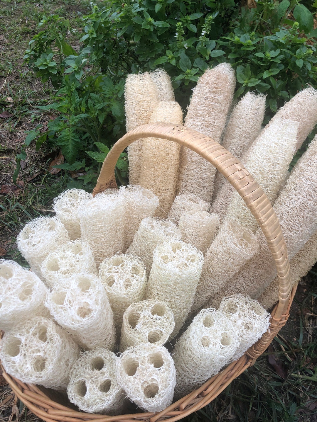 Homegrown Organic Luffa - Etsy