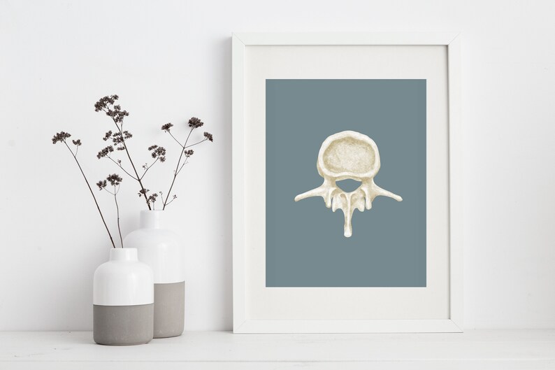 Lumbar Vertebrae Drawing Print Download - Etsy
