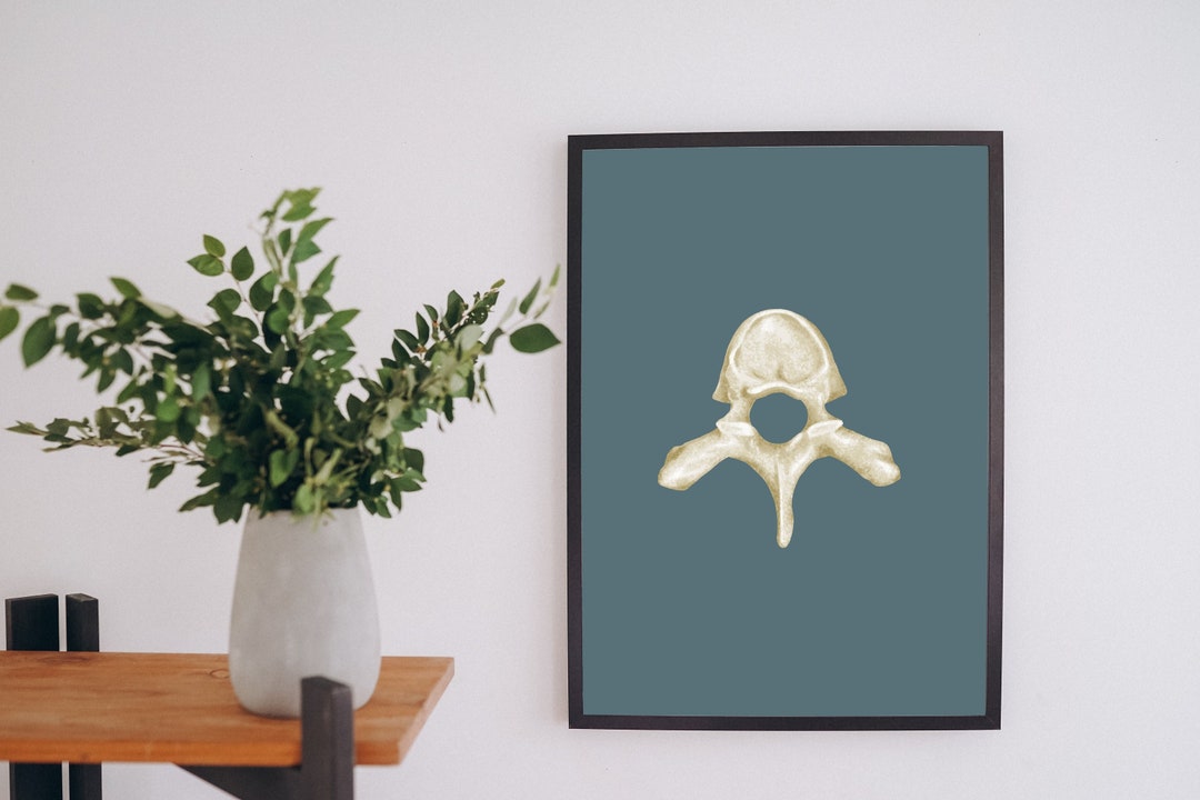Thoracic Vertebrae Drawing Print Download - Etsy