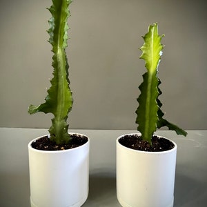 Euphorbia Lactea ( Dragon Bone Tree) - Etsy