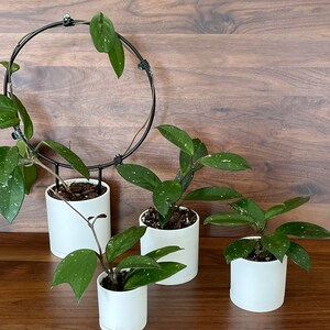 Hoya Carnosa Freckles Splash - Etsy