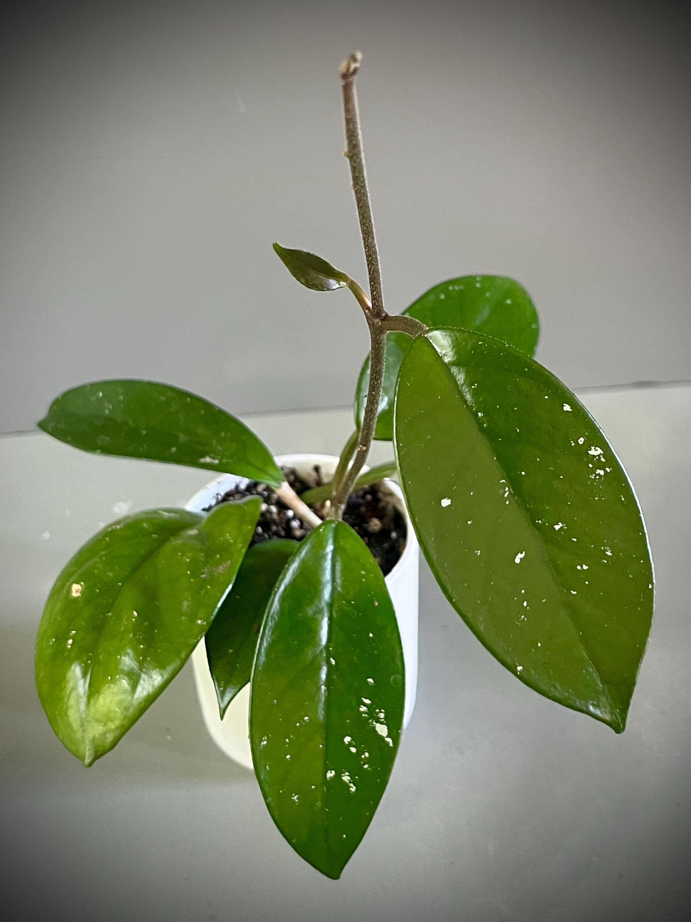Hoya Carnosa Freckles Splash - Etsy