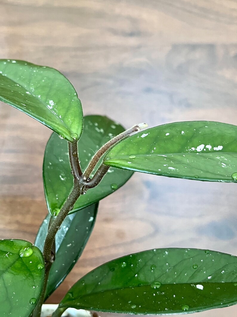 Hoya Carnosa Freckles Splash - Etsy