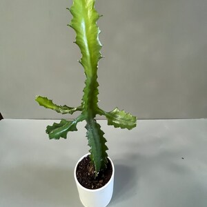 Euphorbia Lactea ( Dragon Bone Tree) - Etsy
