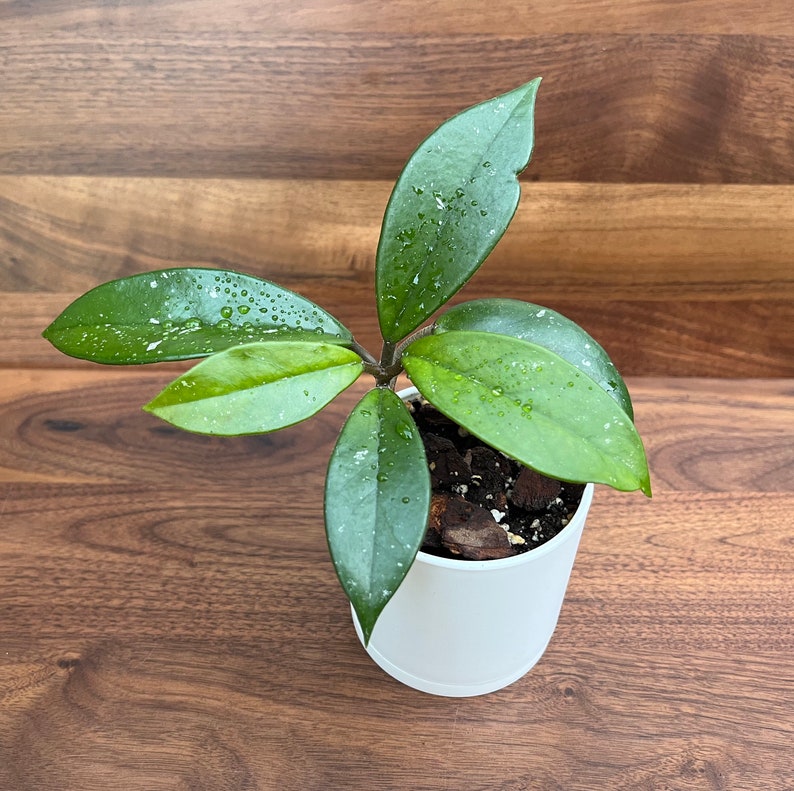 Hoya Carnosa Freckles Splash - Etsy