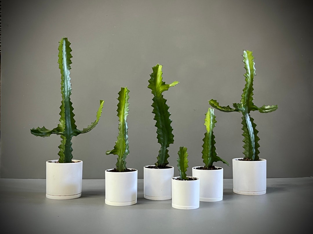 Euphorbia Lactea ( Dragon Bone Tree) - Etsy