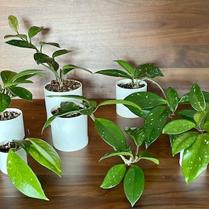 Hoya Carnosa Freckles Splash - Etsy