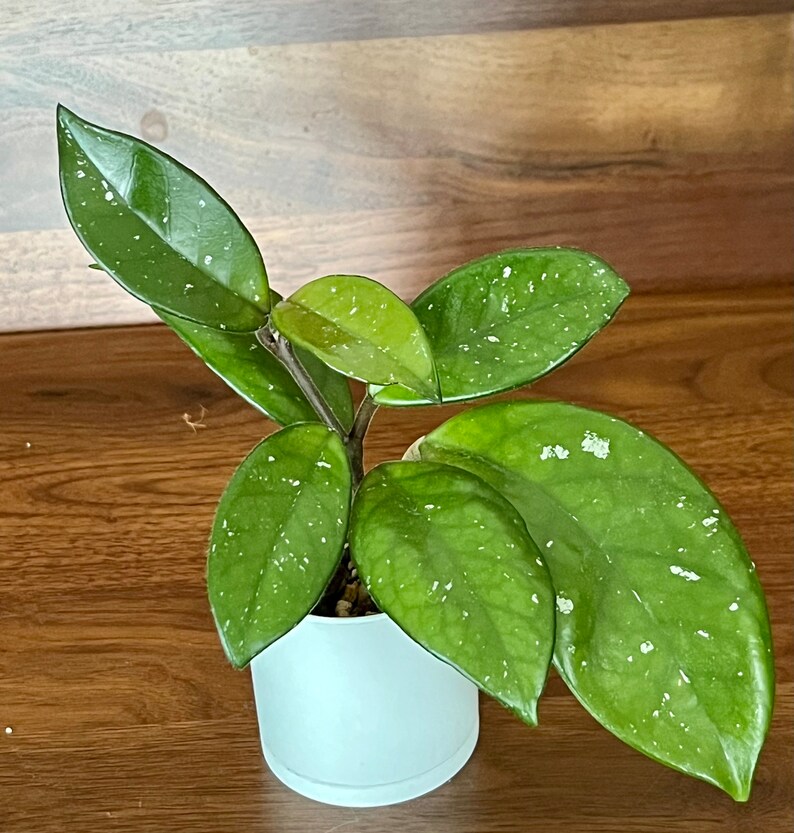 Hoya Carnosa Freckles Splash - Etsy