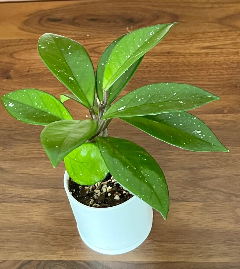 Hoya Carnosa Freckles Splash - Etsy