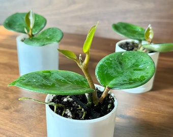 Hoya Carnosa Freckles Splash - Etsy