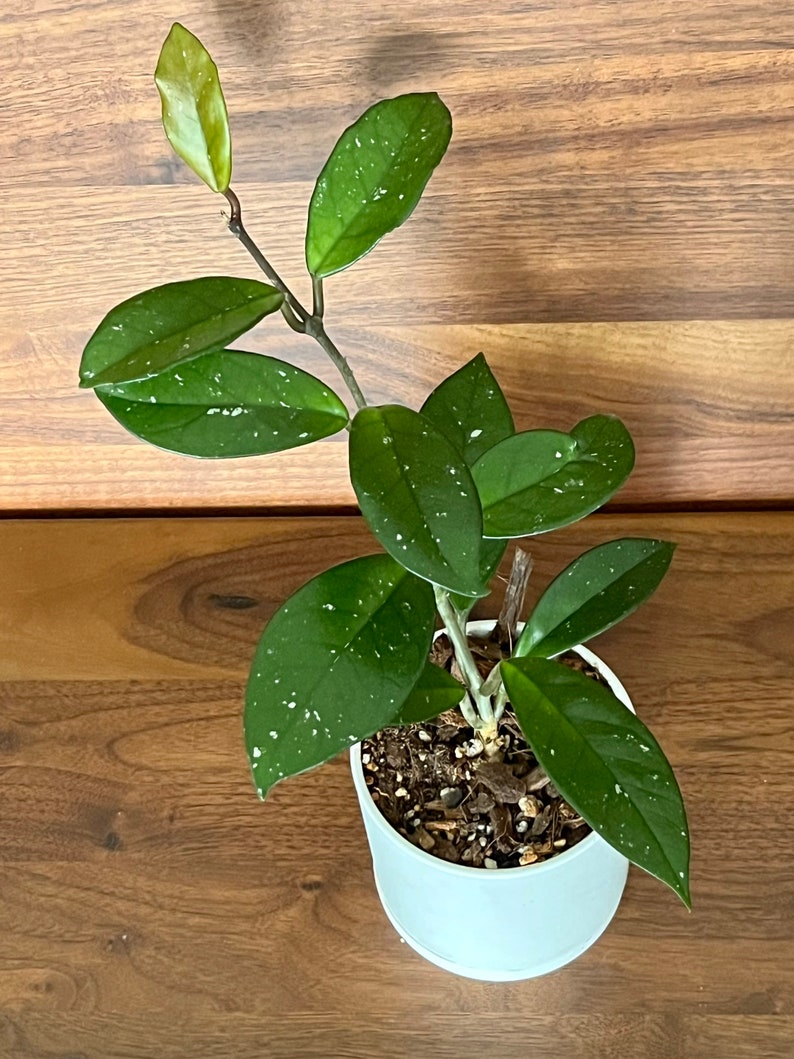 Hoya Carnosa Freckles Splash - Etsy