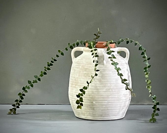 Hoya Spectatissima - Etsy