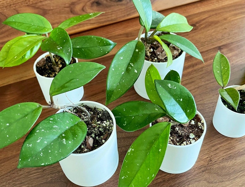 Hoya Carnosa Freckles Splash - Etsy