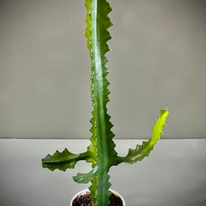 Euphorbia Lactea ( Dragon Bone Tree) - Etsy