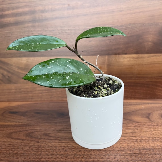 Hoya Carnosa Freckles Splash - Etsy