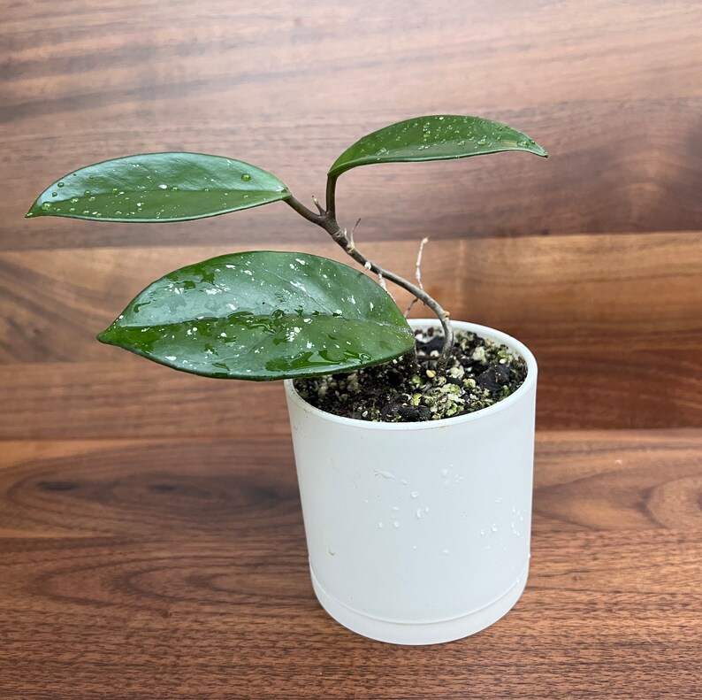 Hoya Carnosa Freckles Splash - Etsy