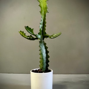 Euphorbia Lactea Dragon Bone Tree - Etsy
