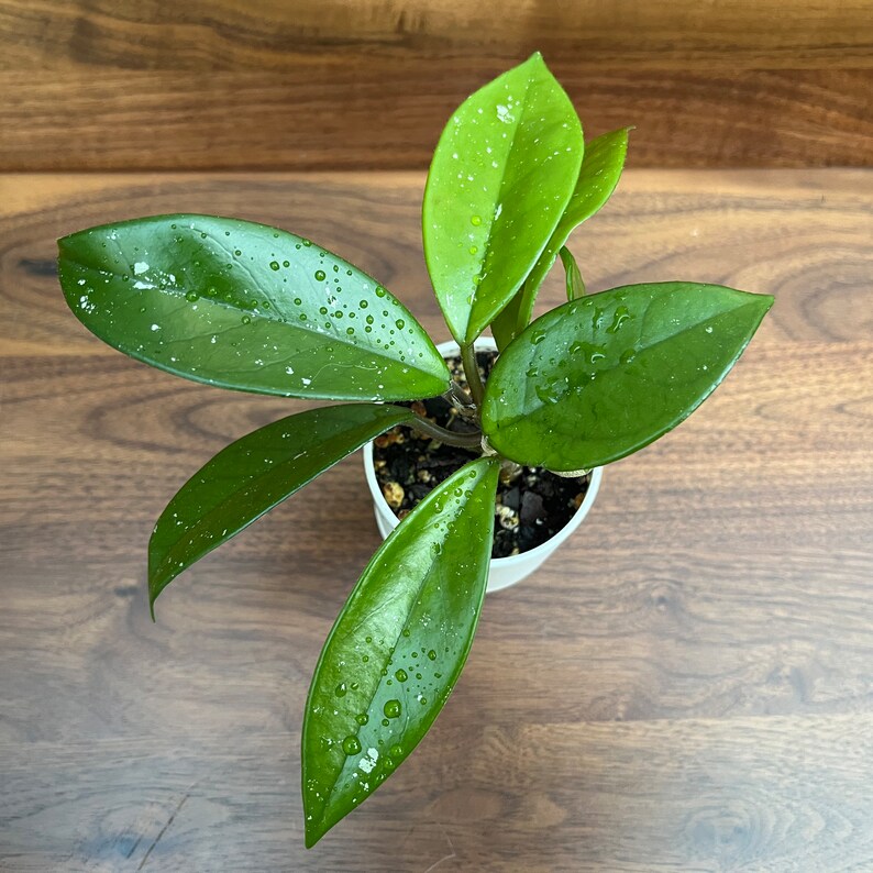 Hoya Carnosa Freckles Splash - Etsy