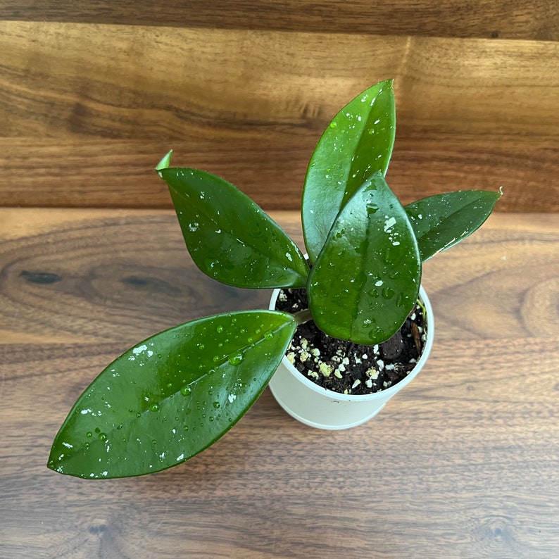 Hoya Carnosa Freckles Splash - Etsy