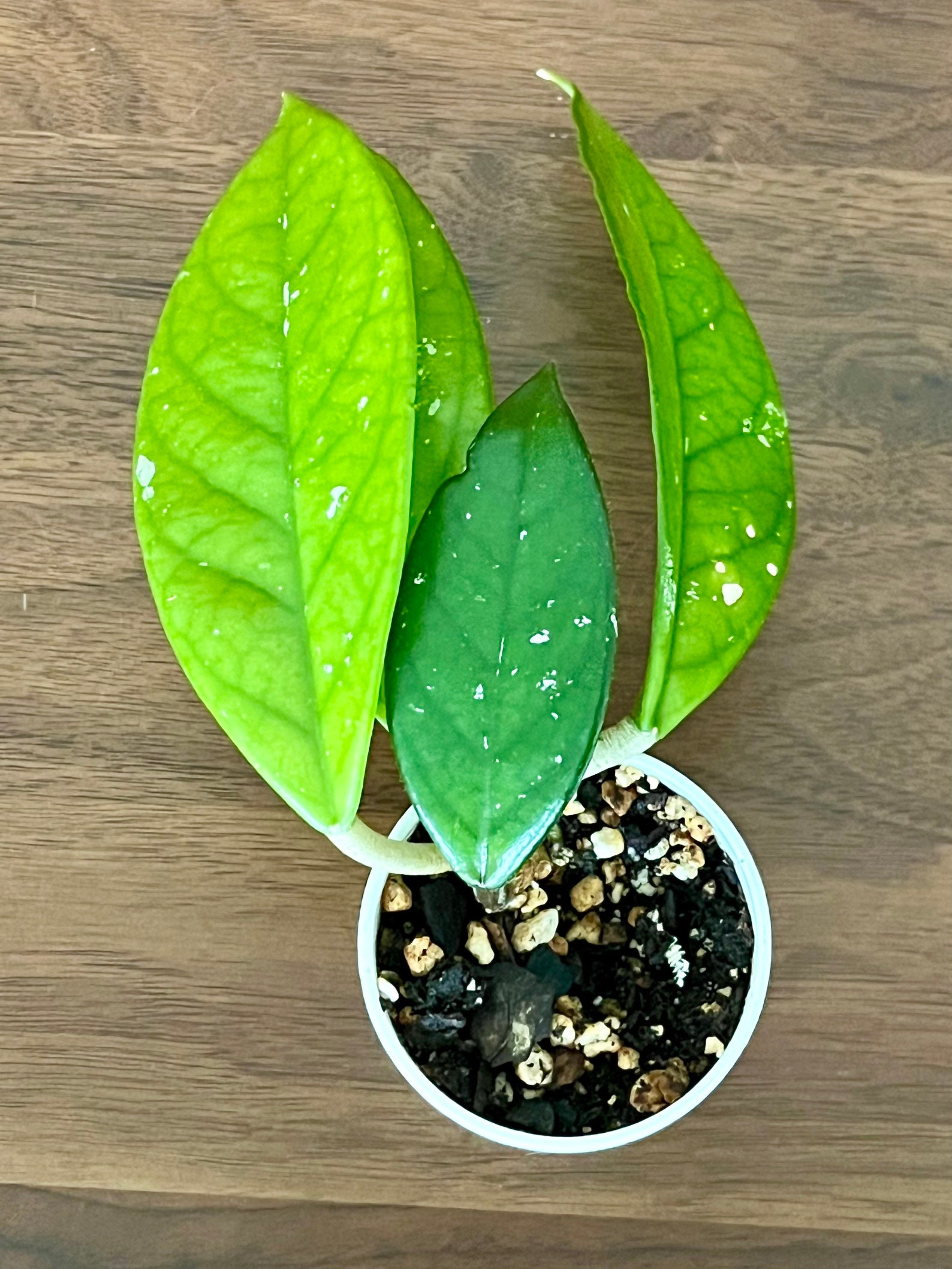 Hoya Carnosa Freckles Splash - Etsy