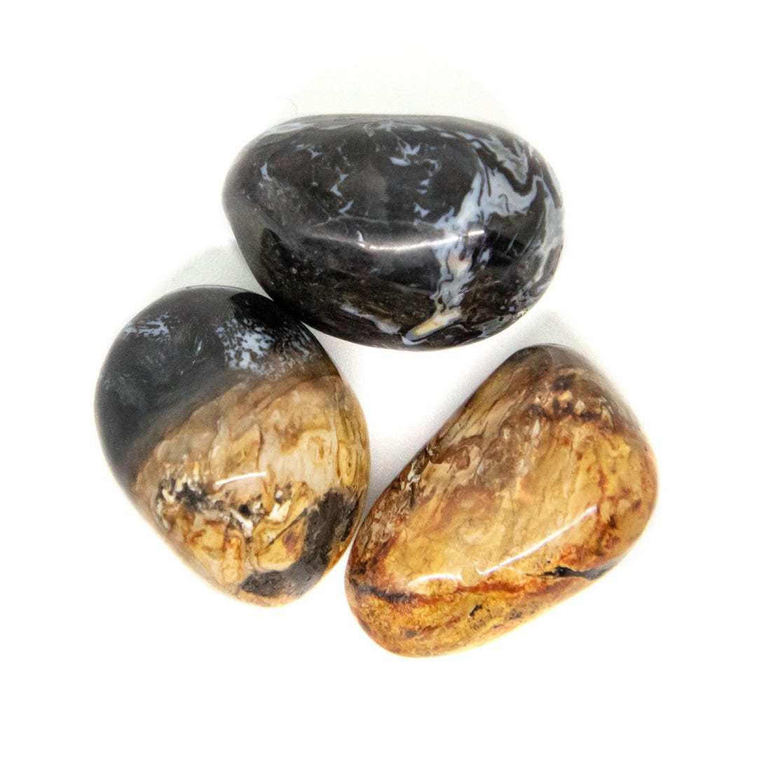 Palm Root Fossil Tumbled Stone - Etsy