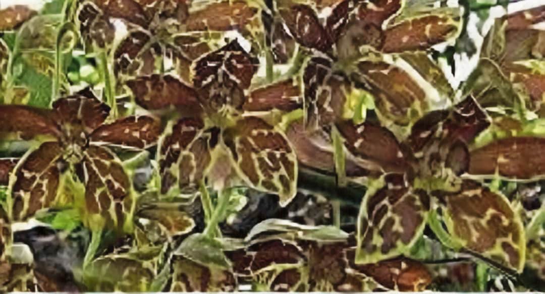 Grammatophyllum Lazarus LEMON SCENT Live Plant (mericlone). Great ...
