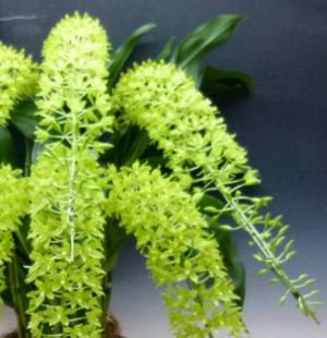 Gram Scriptum Var. CITRINUM green-alba mericlone. Ohana means Family in ...