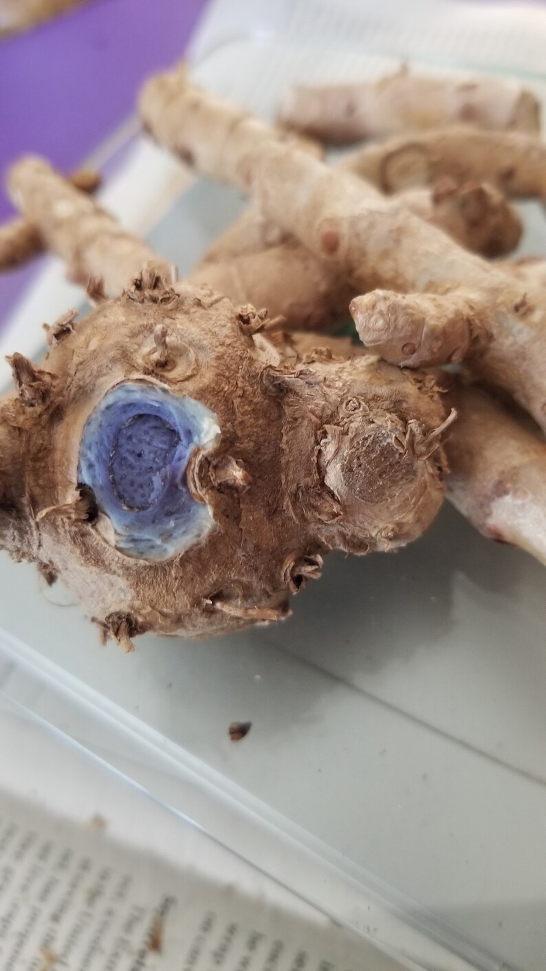 Variety Turmeric Roots (rhizomes) Pack - Indira Yellow, BLACK Turmeric ...