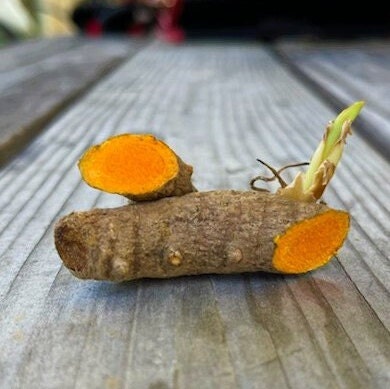 Hawaiian Red Turmeric Roots rhizomes. Hawaii Grown. Ohana means Family ...