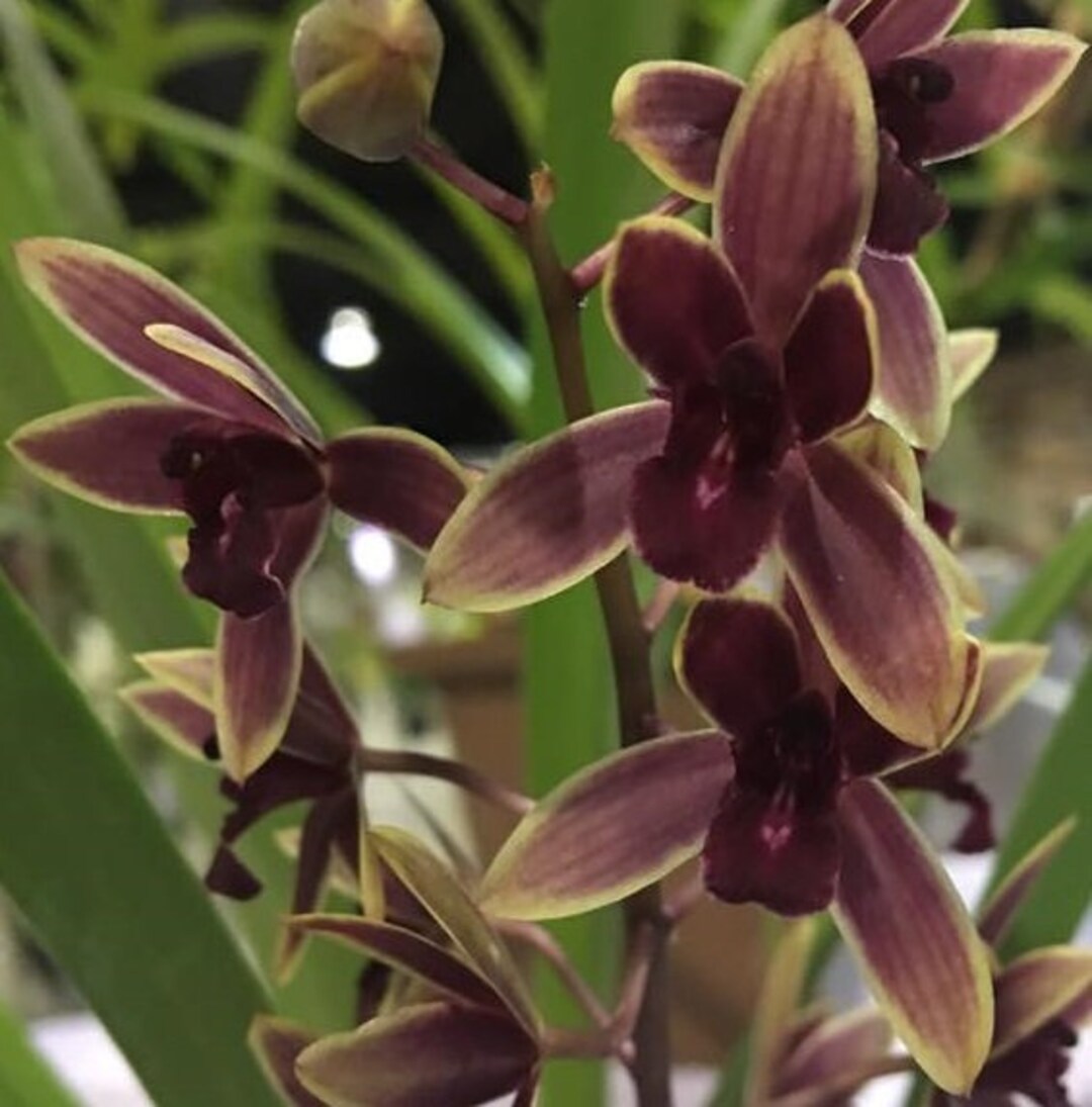 Cym. Ensi Canal FIRST LADY mericlone Live Plant. Great Addition to Your ...