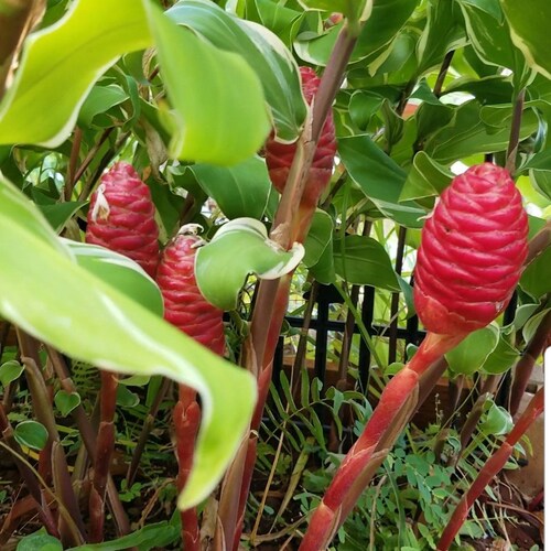 SHAMPOO GINGER PLANT Awapuhi Zingiber Zerumbet 1 Plant Ready - Etsy