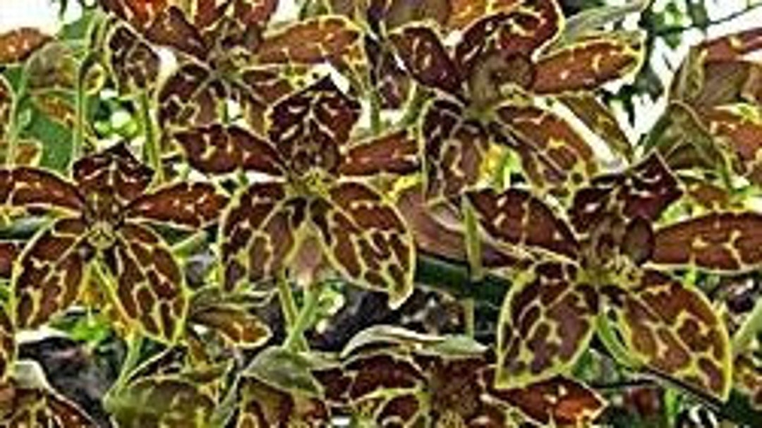 Grammatophyllum Lazarus LEMON SCENT Live Plant mericlone. Great ...