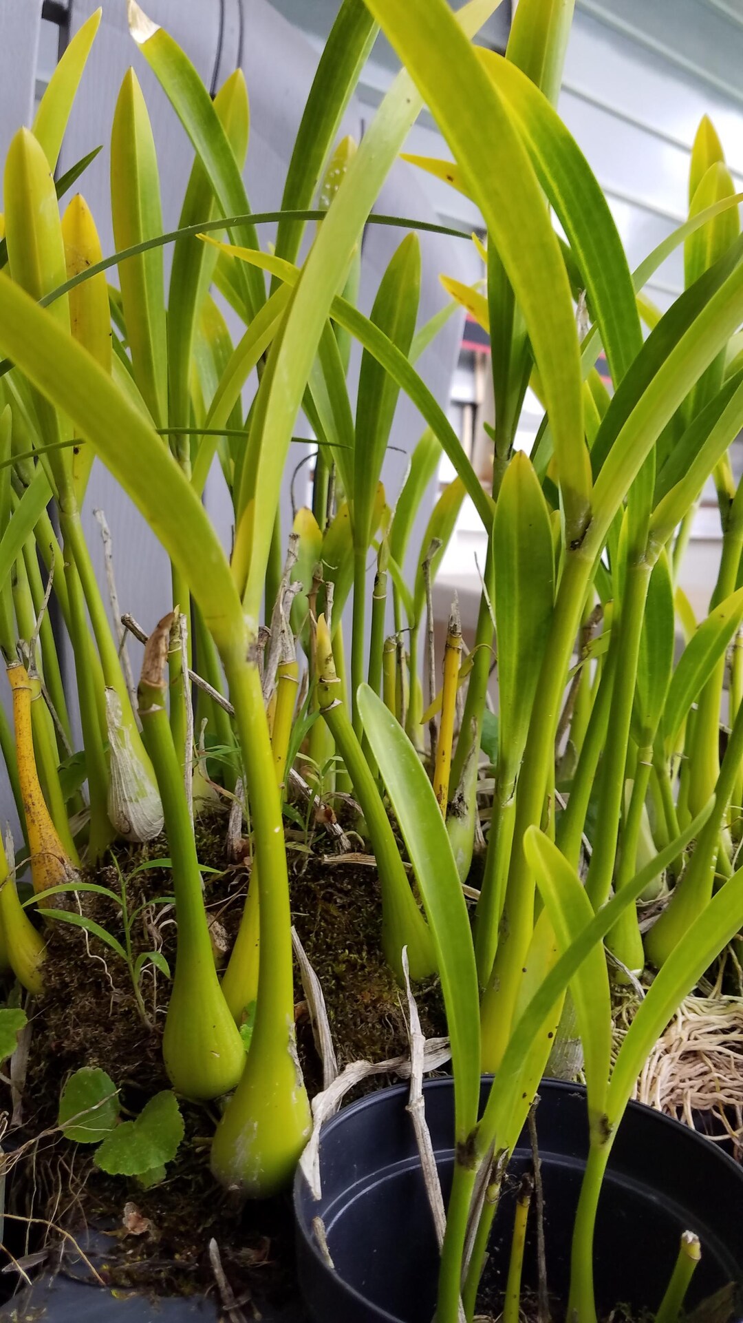 A Box of 6-8 Rescue Orchid Bulbs, Canes, Plants of Random Assortment of ...