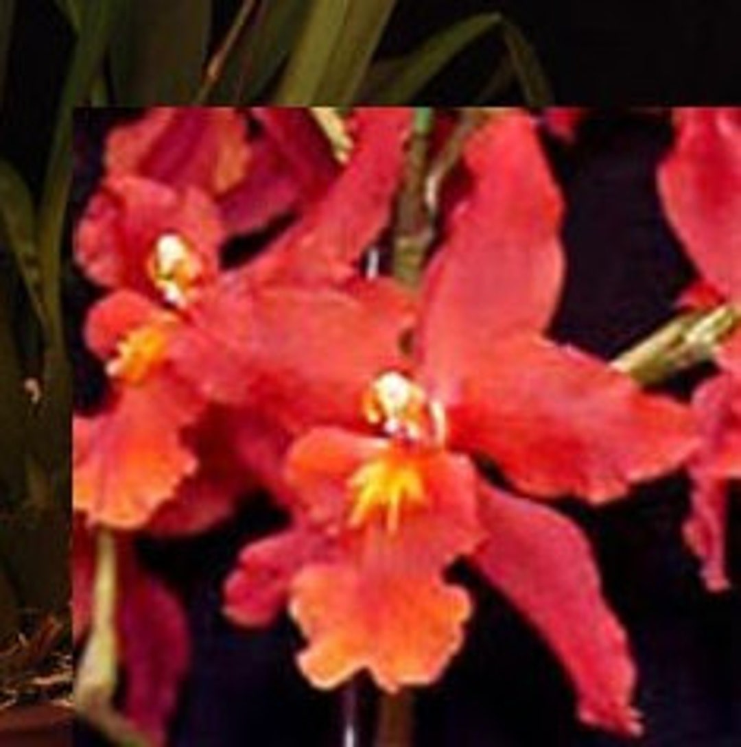 Wils Pacific Panache FIRESIDE FEVER. Start Your Holiday Shopping Early ...