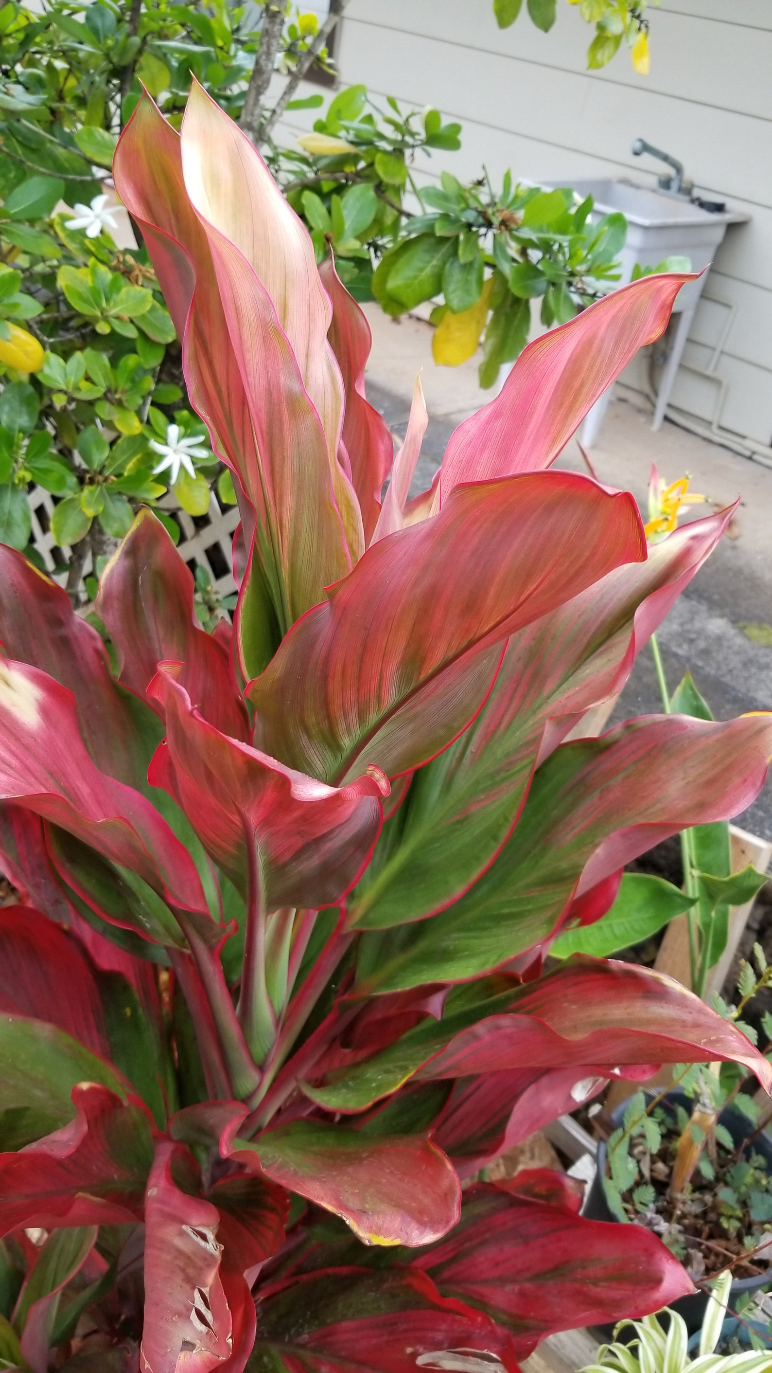 Hawaii's Colorful Multi Variegated #1 KAUI Ti Leaf PLANT, Cordyline ...