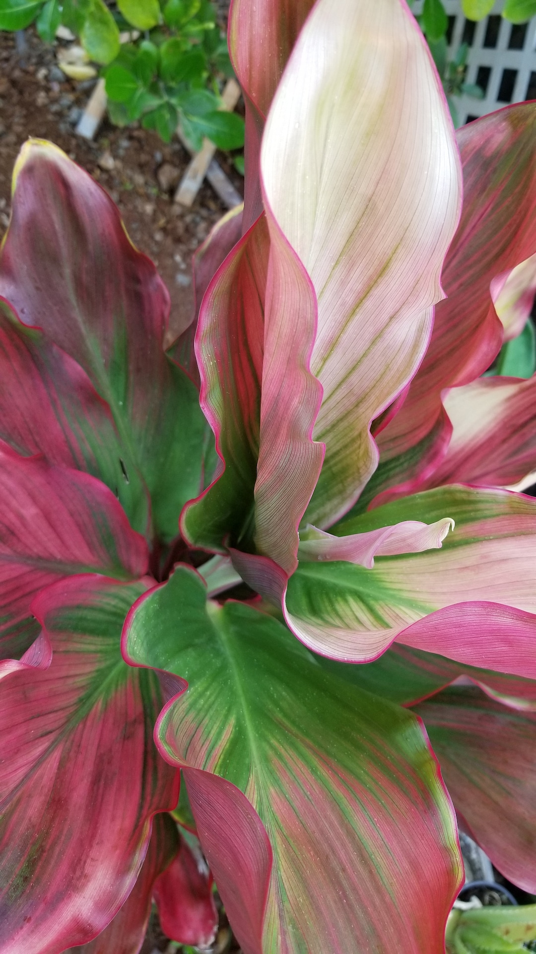 Hawaii's Colorful Multi Variegated #1 KAUI Ti Leaf PLANT, Cordyline ...