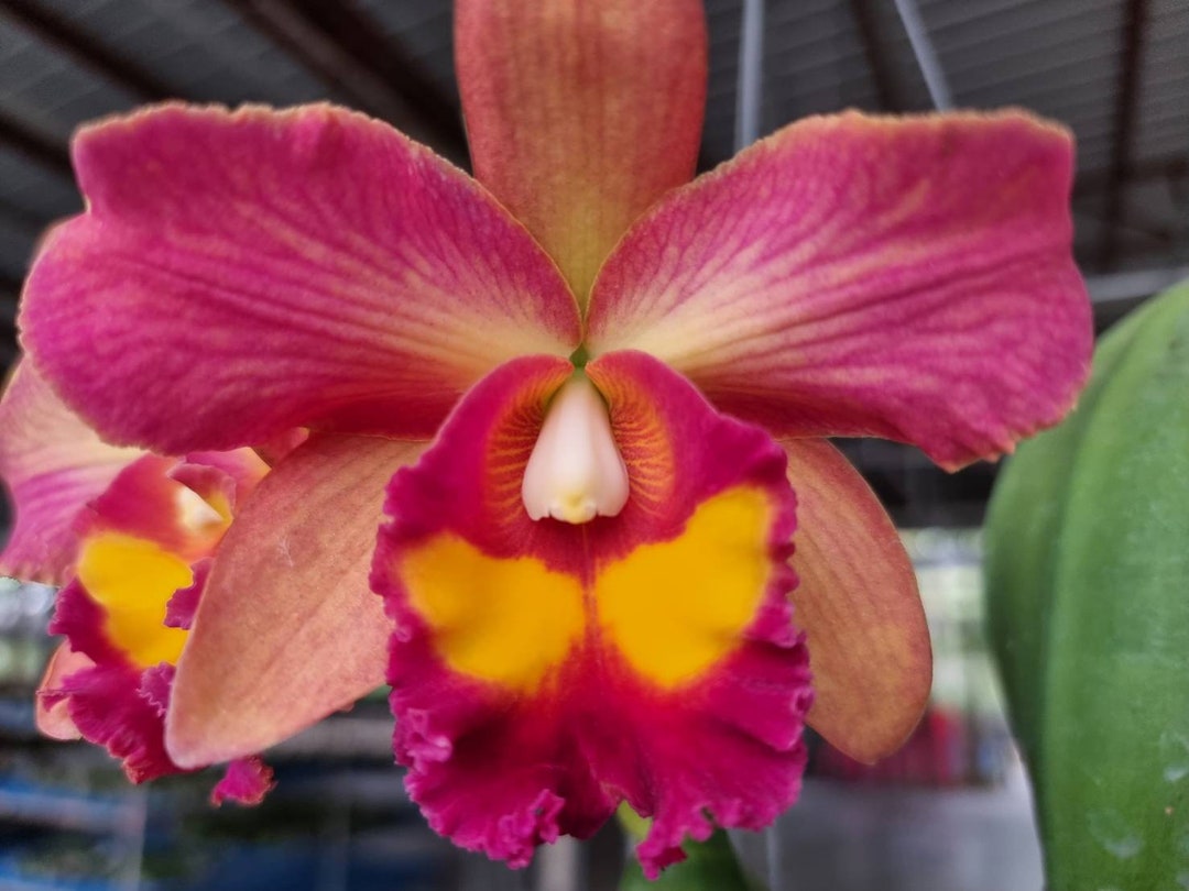 Rlc Siam Palette Live Plant, in a 2 1/2 Pot. Great Addition to Your ...