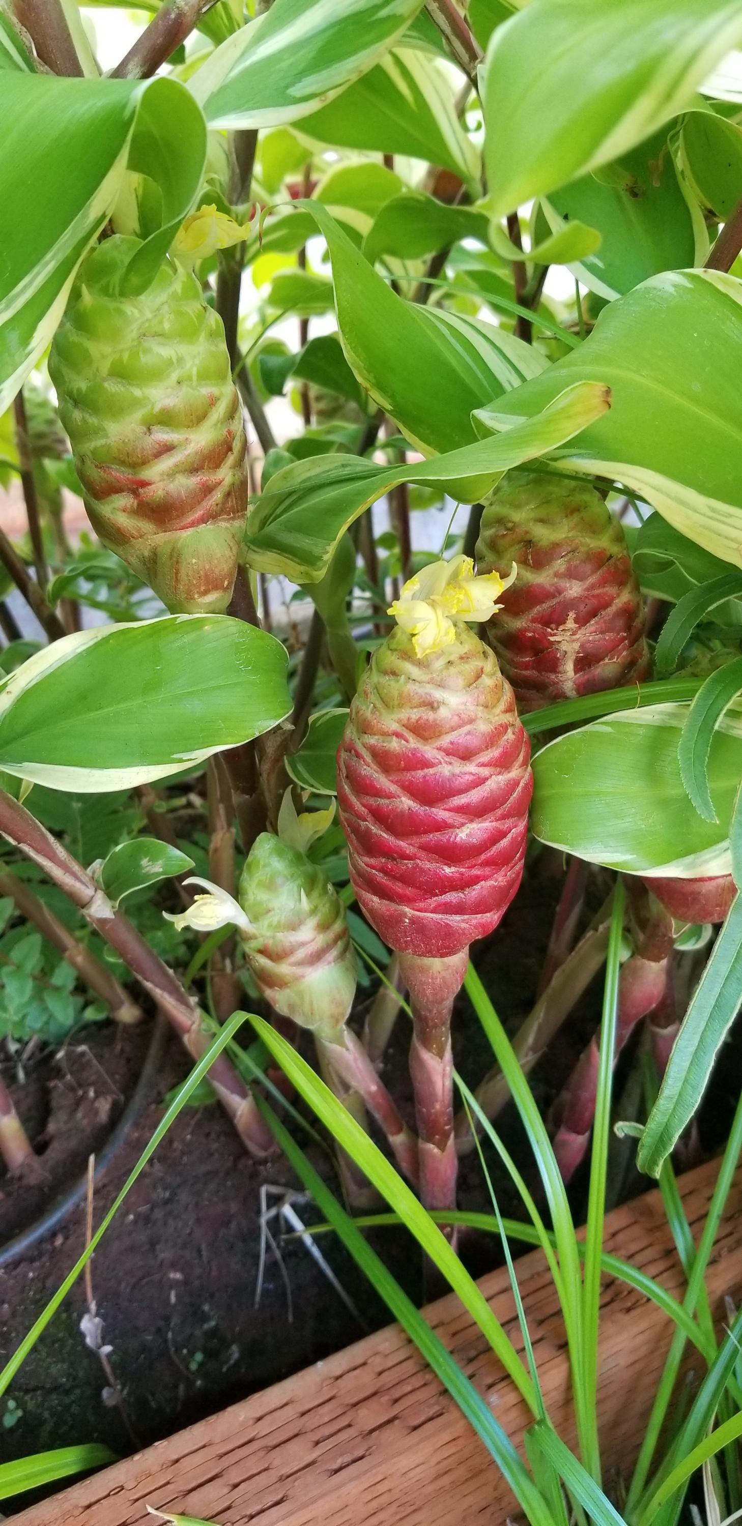 Awapuhi Ginger RHIZOMES (roots), Hawaii Grown Shampoo Ginger (zingiber ...