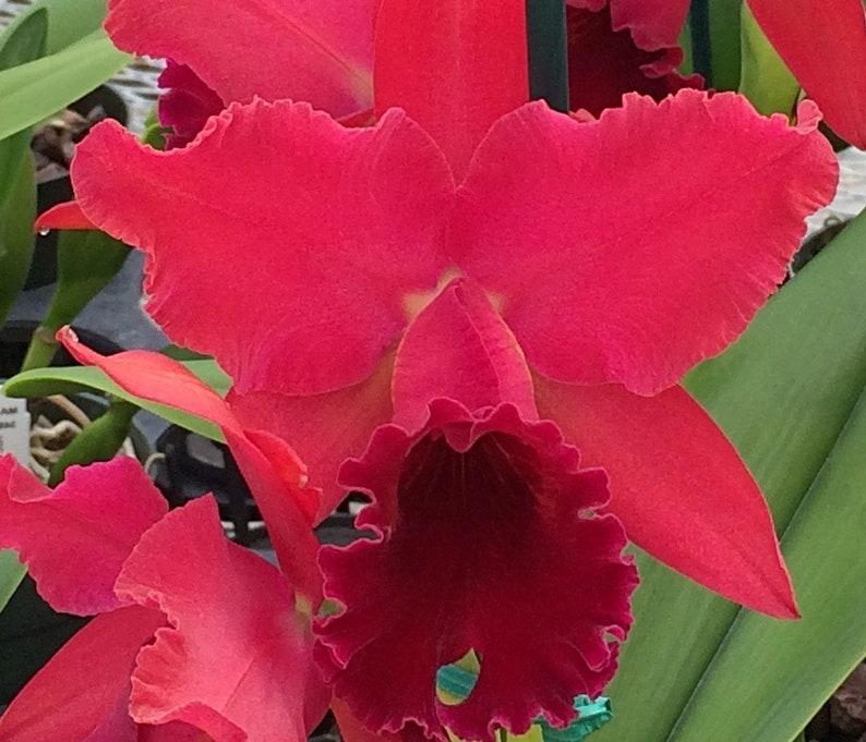 Rlc Sharon King YUKI 3.5 Pot. Great Addition to Your - Etsy