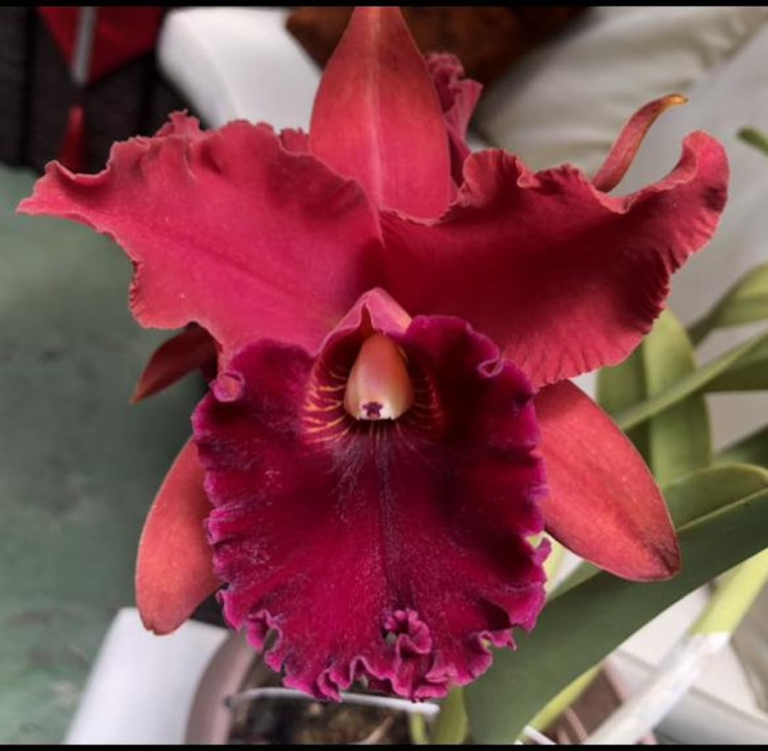 Rlc Sharon King YUKI 3.5 Pot. Great Addition to Your - Etsy