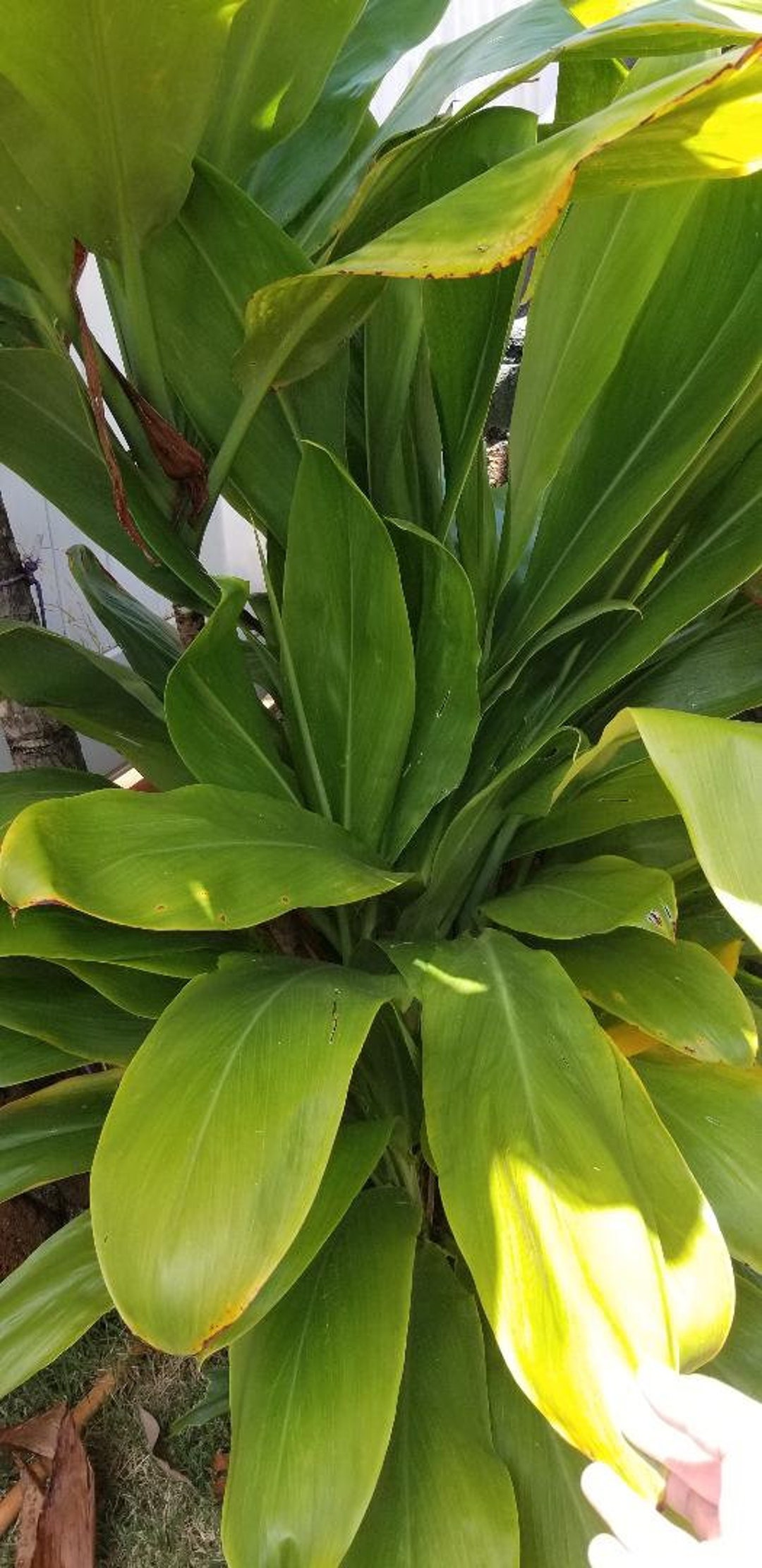 Hawaii's Green Ti Leaf, Cordyline Fruticosa. Traditional Color Ti Leaf ...