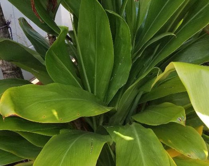 Hawaii's Green Ti Leaf, Cordyline Fruticosa. Traditional Color Ti Leaf ...