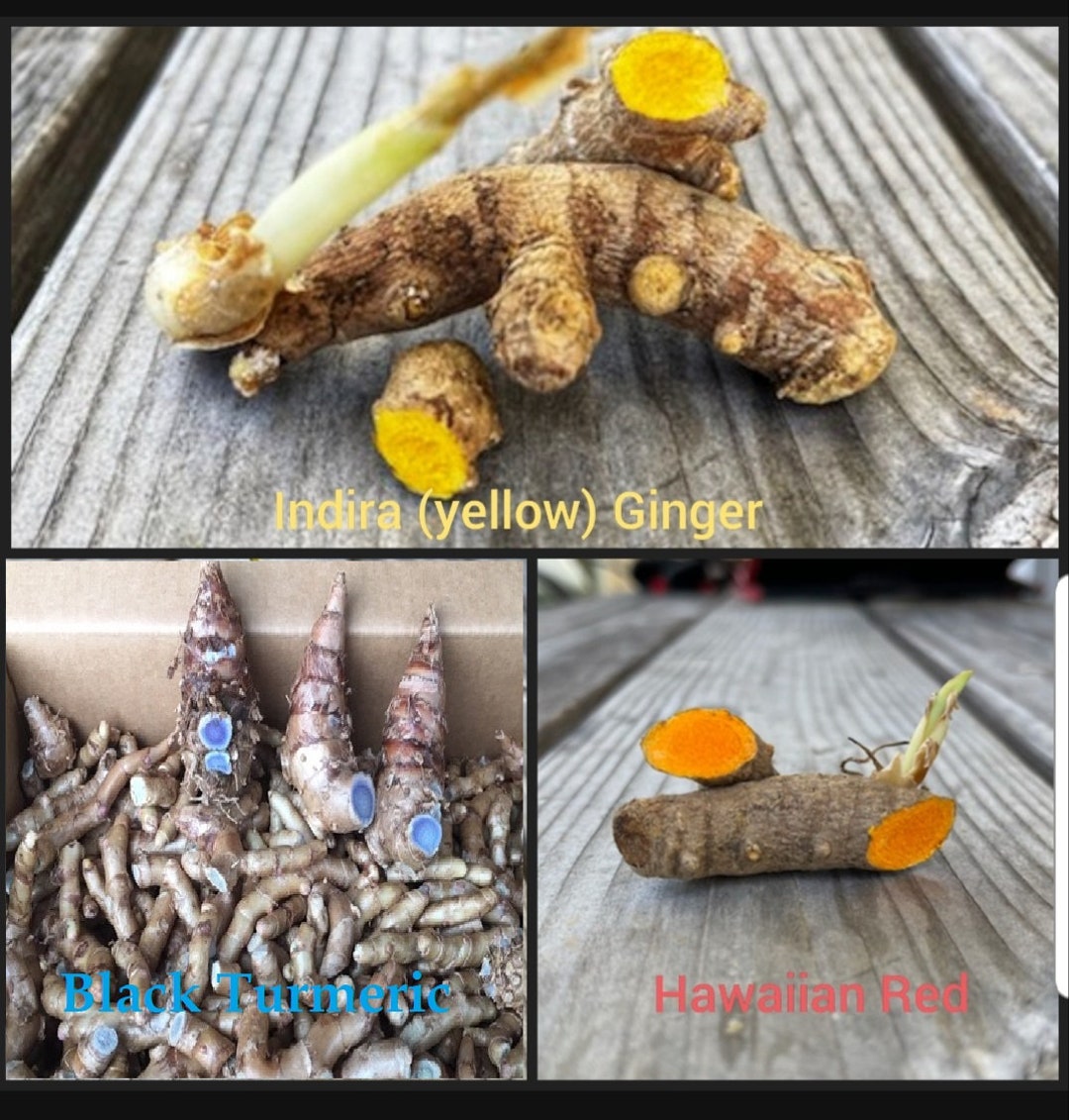 Variety Turmeric Roots (rhizomes) Pack - Indira Yellow, BLACK Turmeric ...