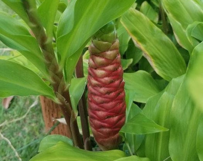 Awapuhi Ginger RHIZOMES roots Hawaii Grown Shampoo Ginger - Etsy